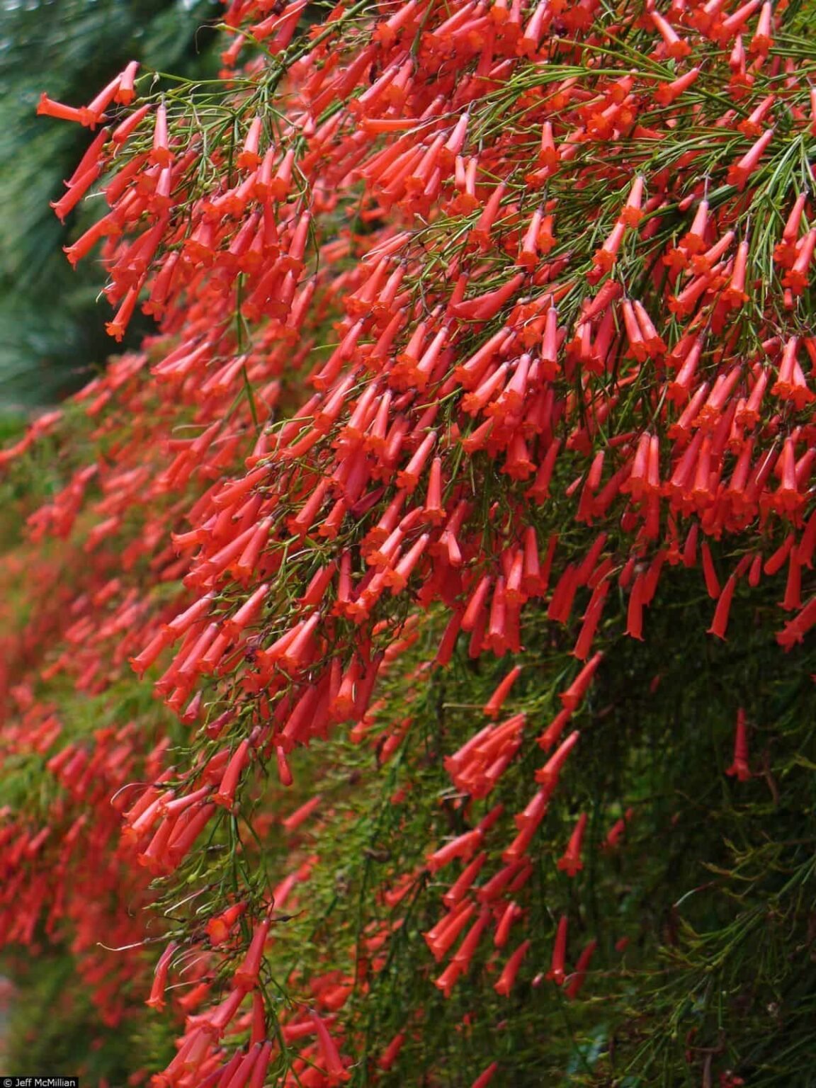🔥 Firecracker Plant Care Guide (Russelia equisetiformis) – How to Grow ...