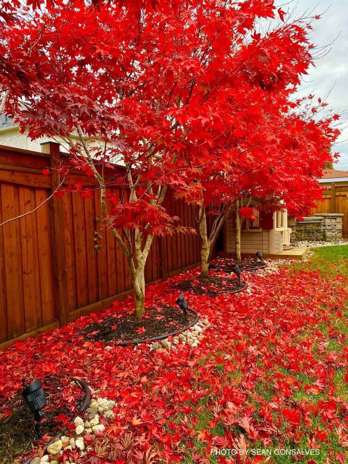 🍁 Japanese Acer Plant Care – The Complete Guide to Growing Stunning ...